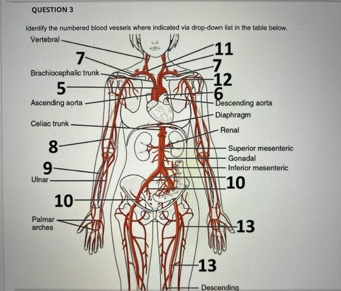 Solved Identify the numbered blood vessels where indicated | Chegg.com