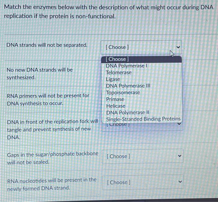 Solved Match the enzymes below with the description of what | Chegg.com