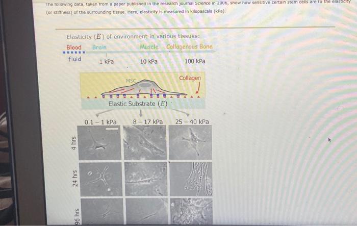 Solved Stem cells are cells that have the potential to | Chegg.com