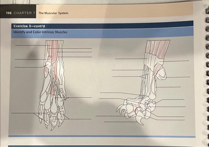 Solved 196 CHAPTER 7 The Muscular System Exercise 3-cont'd | Chegg.com
