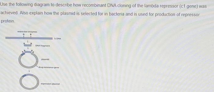 Solved Use the following diagram to describe how recombinant | Chegg.com