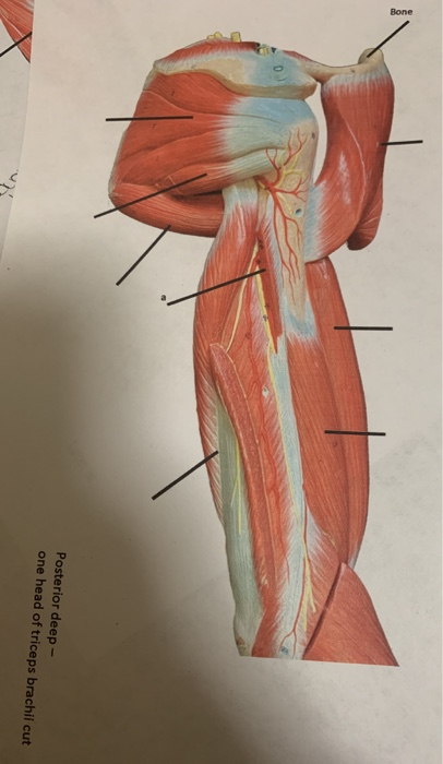 Solved Bone Posterior deep - one head of triceps brachii cut | Chegg.com