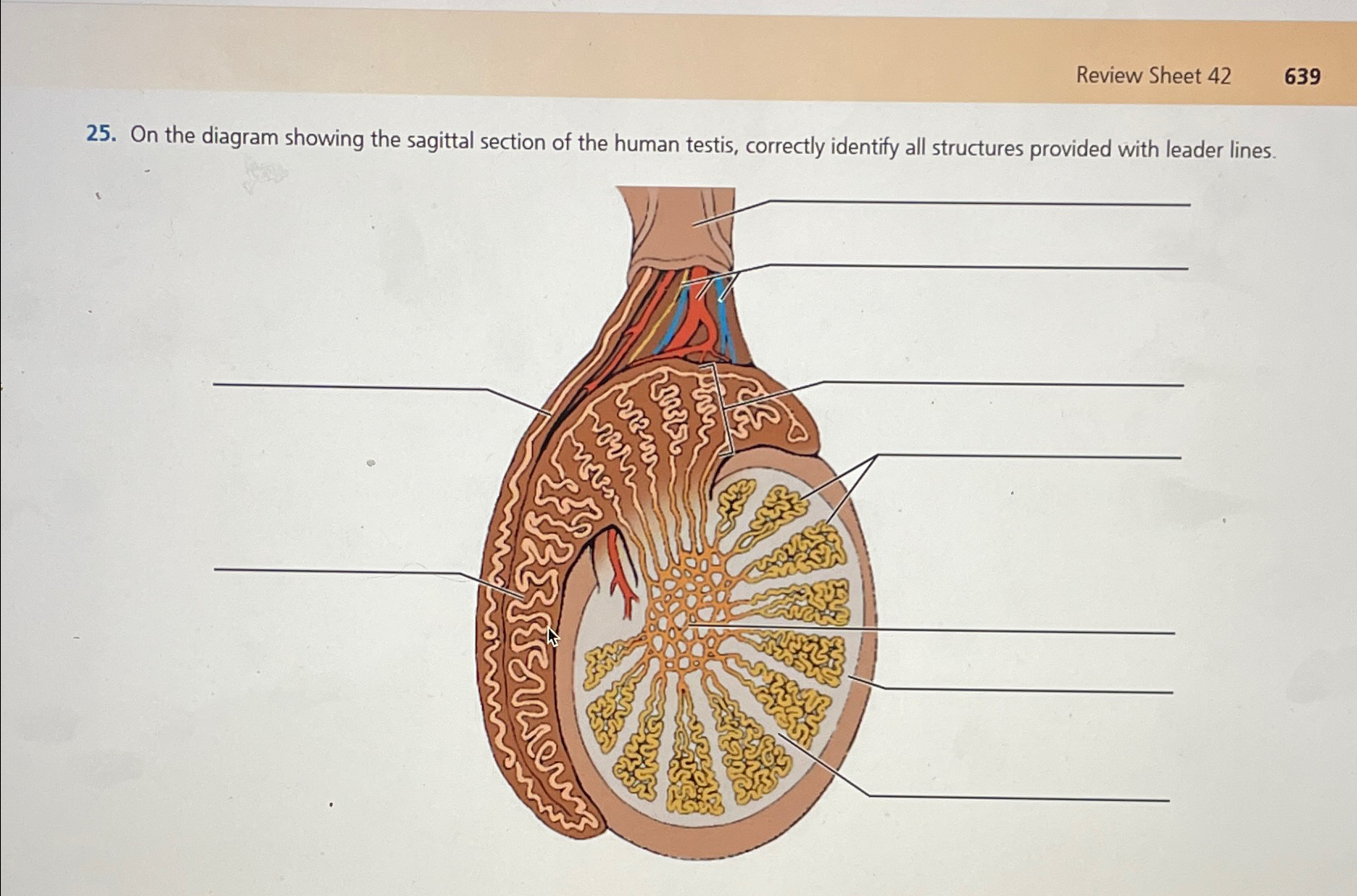 Solved Review Sheet 4263925. ﻿On the diagram showing the | Chegg.com