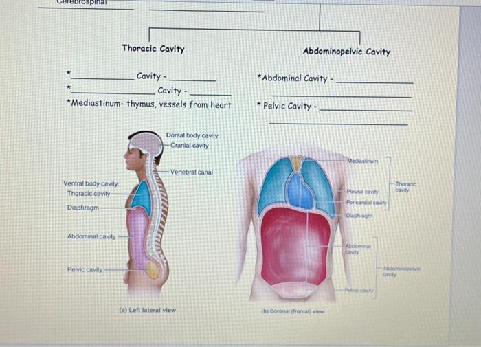 Solved Unit 1: Intro to Anatomy A\&P Chapter 1.2 V. Body | Chegg.com