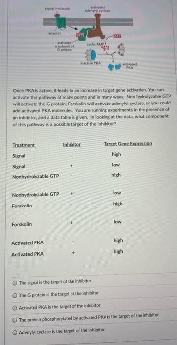Solved Consider the following signaling pathway: A signaling | Chegg.com