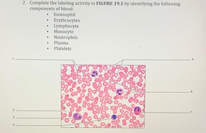 Solved 2. Complete the labeling activity in FIGURE 19.1 by | Chegg.com