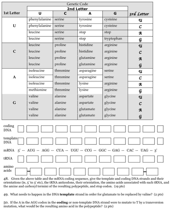 Solved 1st Letter 3rd Letter Genetic Code 2nd Letter U C A | Chegg.com