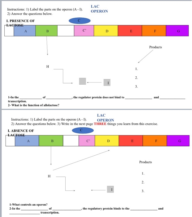 Solved LAC OPERON Instructions: 1) Label the parts on the | Chegg.com