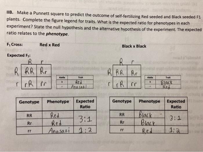 Solved IIB. Make a Punnett square to predict the outcome of | Chegg.com