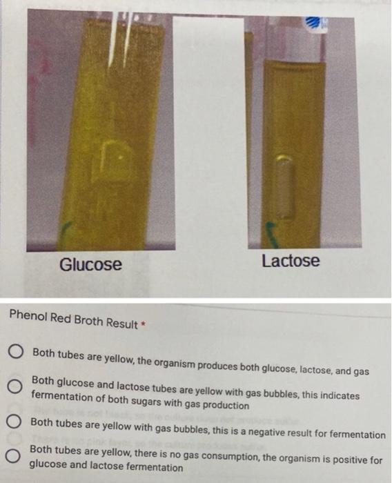 Solved Glucose Lactose Phenol Red Broth Result * O Both | Chegg.com