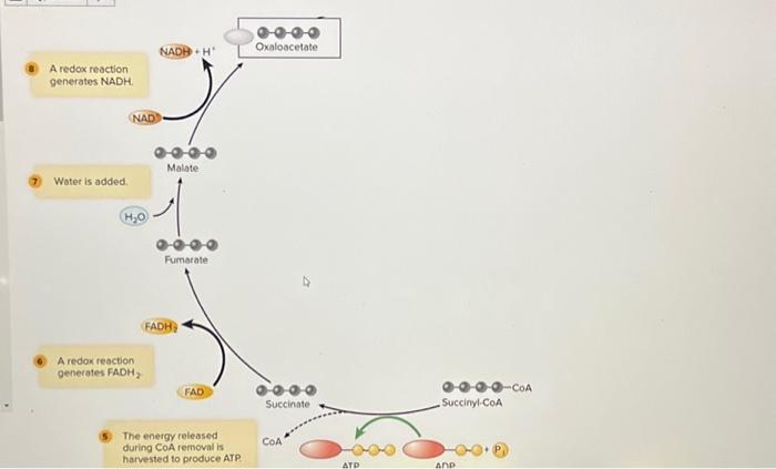 Solved A redox reaction generates NADH 7) Water is added, | Chegg.com
