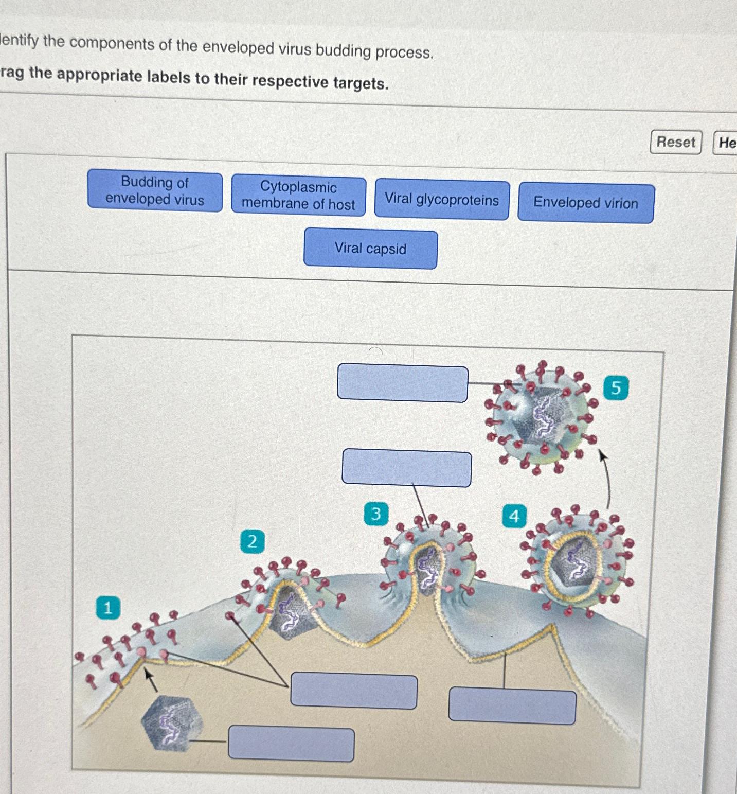 Solved entify the components of the enveloped virus budding | Chegg.com