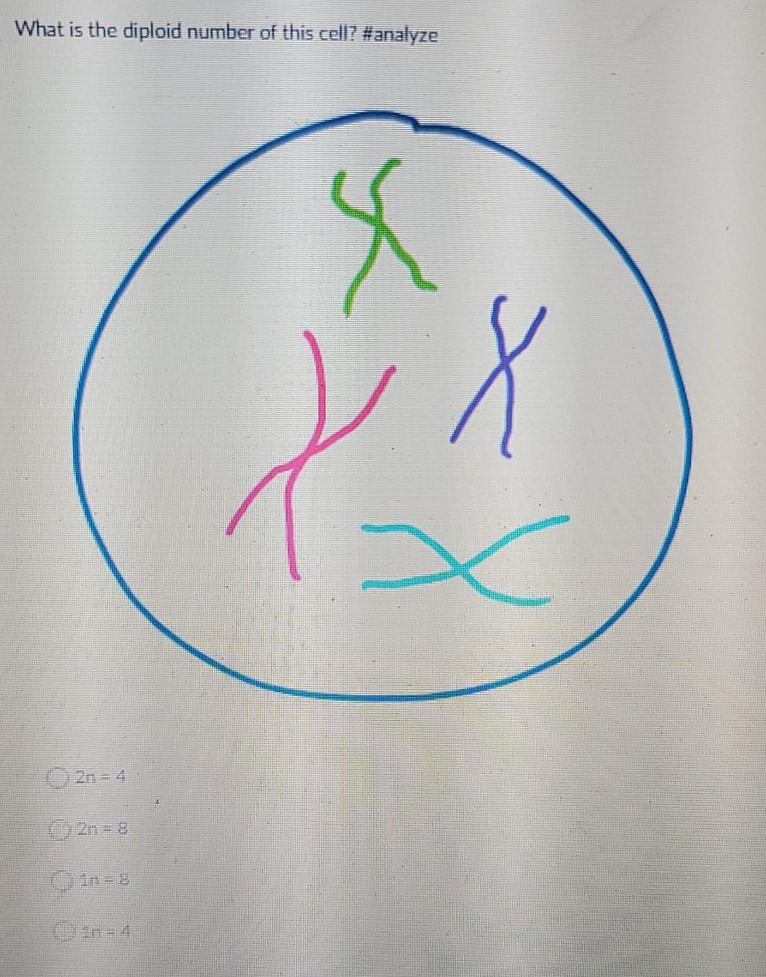 Solved What is the diploid number of this cell? #analyze X X | Chegg.com