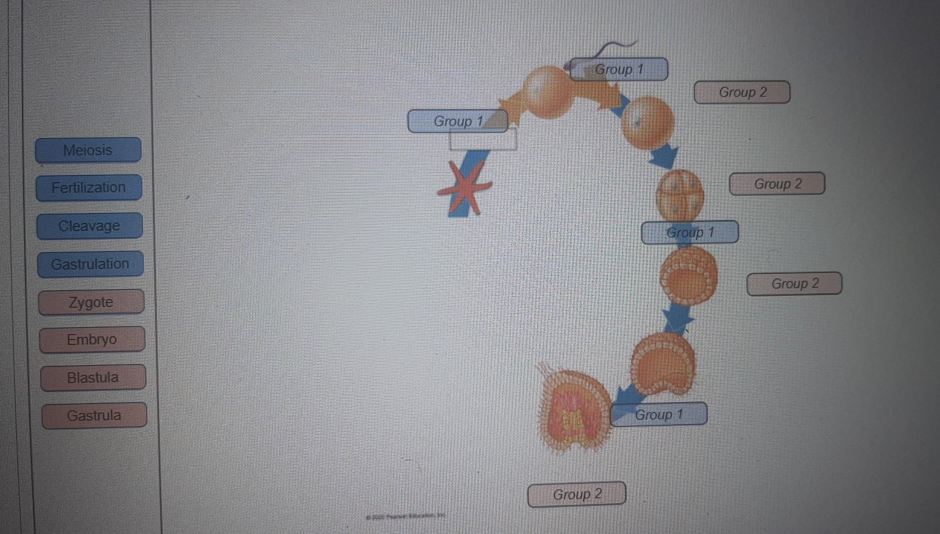 Solved label the stages of embyro formation and the | Chegg.com