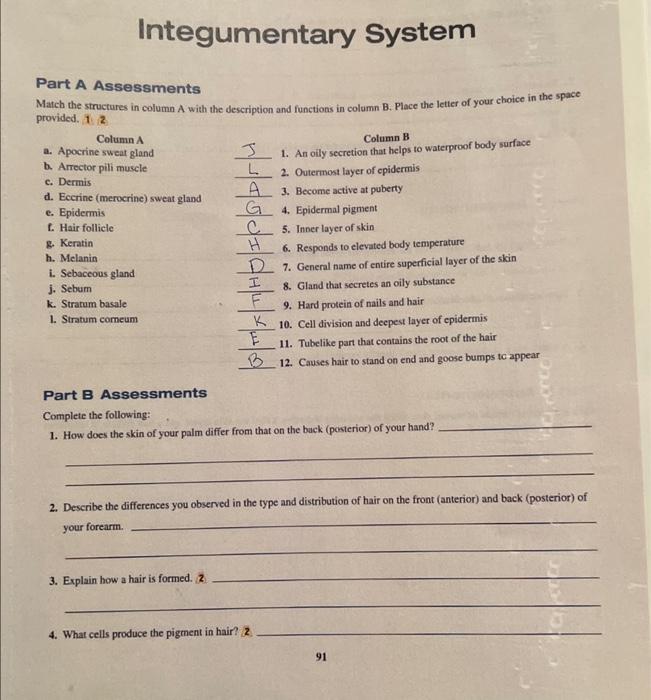 Solved Integumentary System Part A Assessments Match the | Chegg.com