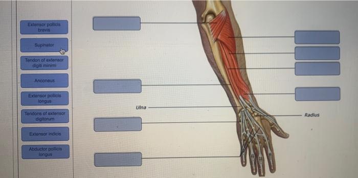 Solved Art-labeling Activity: Muscles that move the hand and | Chegg.com