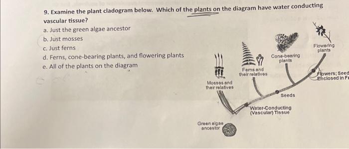 9. Examine the plant cladogram below. Which of the | Chegg.com