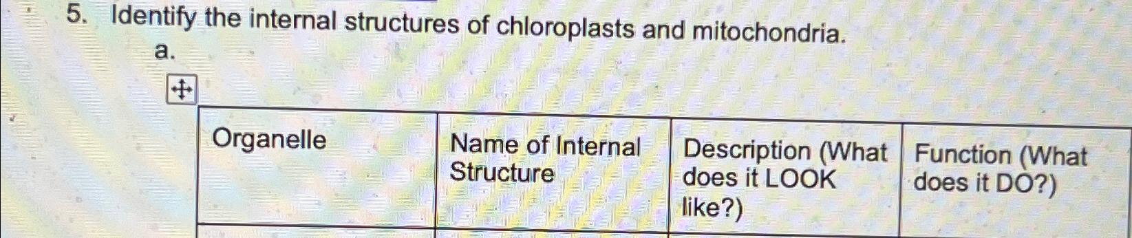 Solved Identify the internal structures of chloroplasts and | Chegg.com