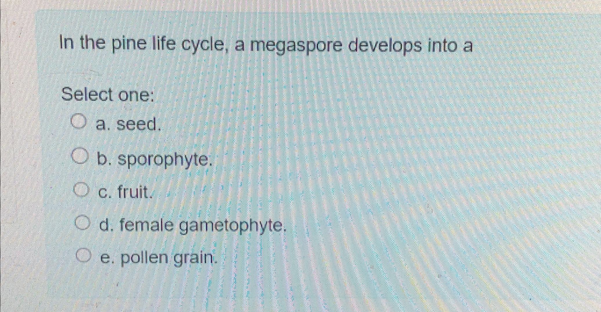 Solved In the pine life cycle, a megaspore develops into | Chegg.com