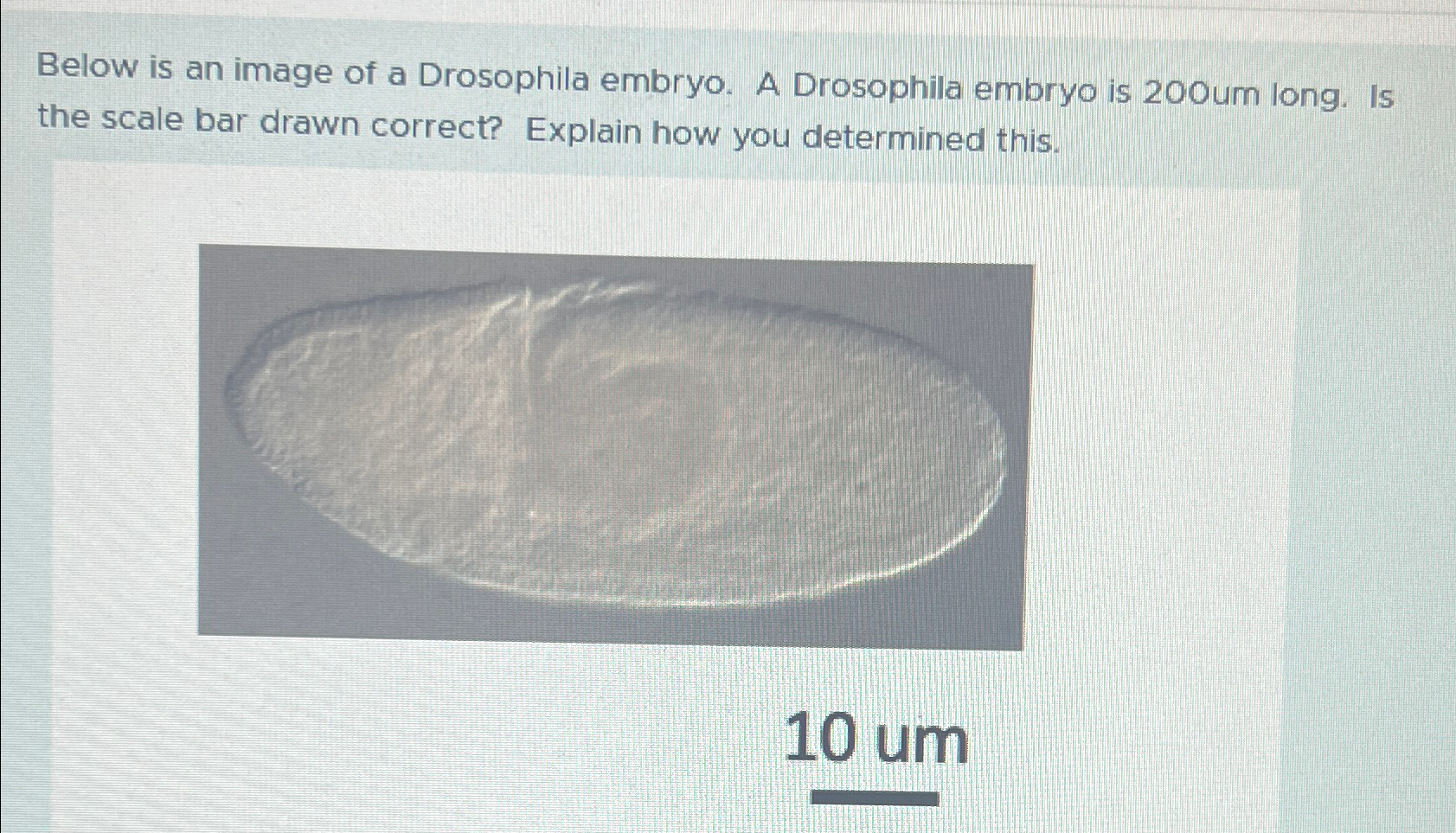 Solved Below is an image of a Drosophila embryo. A | Chegg.com