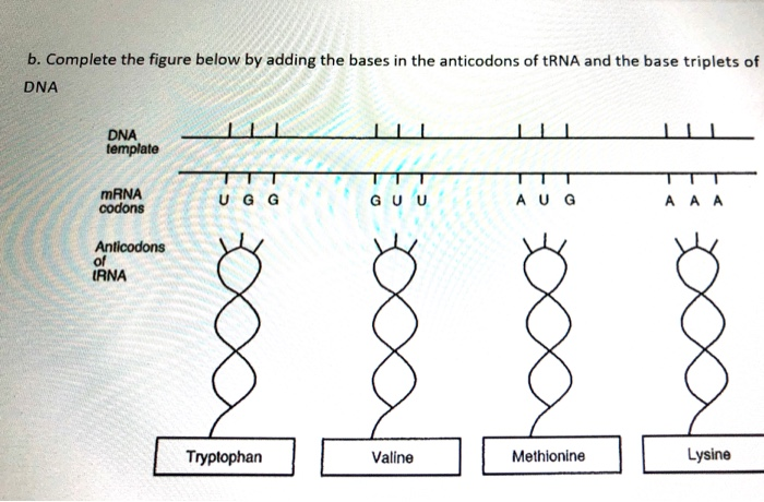 Solved b. Complete the figure below by adding the bases in | Chegg.com