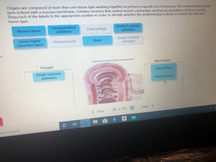 Organs are composed of more than one tissue type | Chegg.com