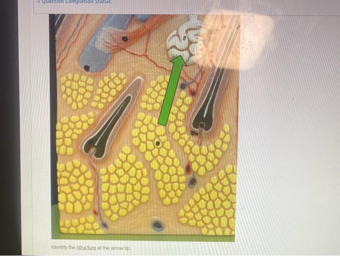 Solved Identify the structure at the arrow tip: | Chegg.com