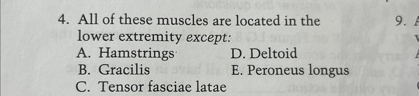 Solved All of these muscles are located in the lower | Chegg.com