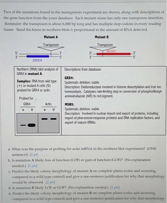 Two of the mutations found in the mutagenesis | Chegg.com