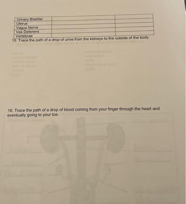 14. List a function of the following major structures | Chegg.com
