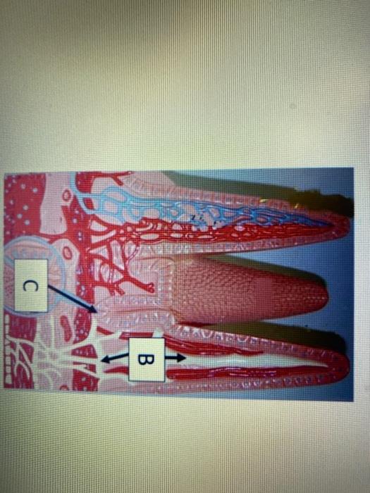 Solved Name the three layers of muscle in the muscular | Chegg.com