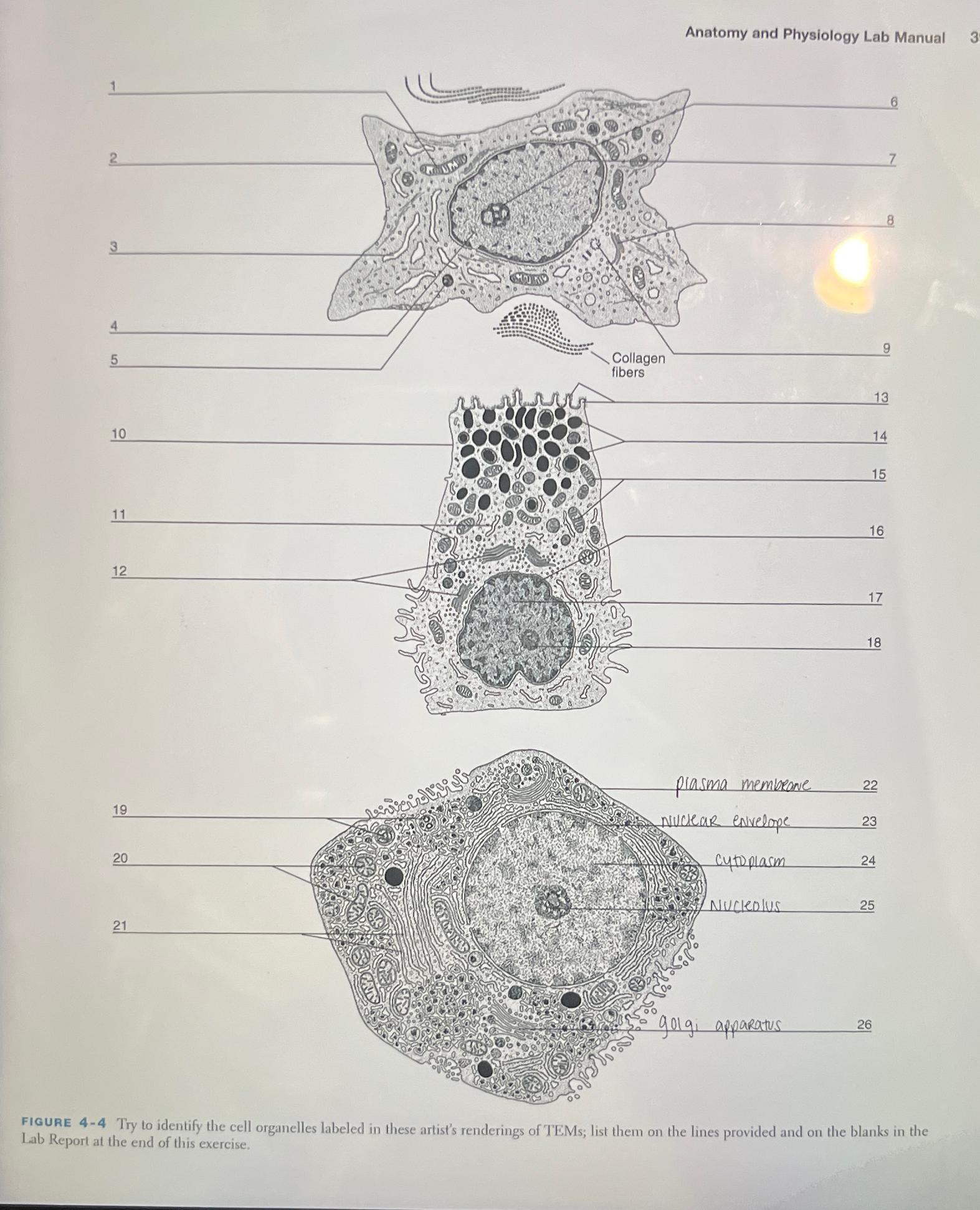 Solved Anatomy and Physiology Lab Manual3FIGURE 4-4 ﻿Try to | Chegg.com