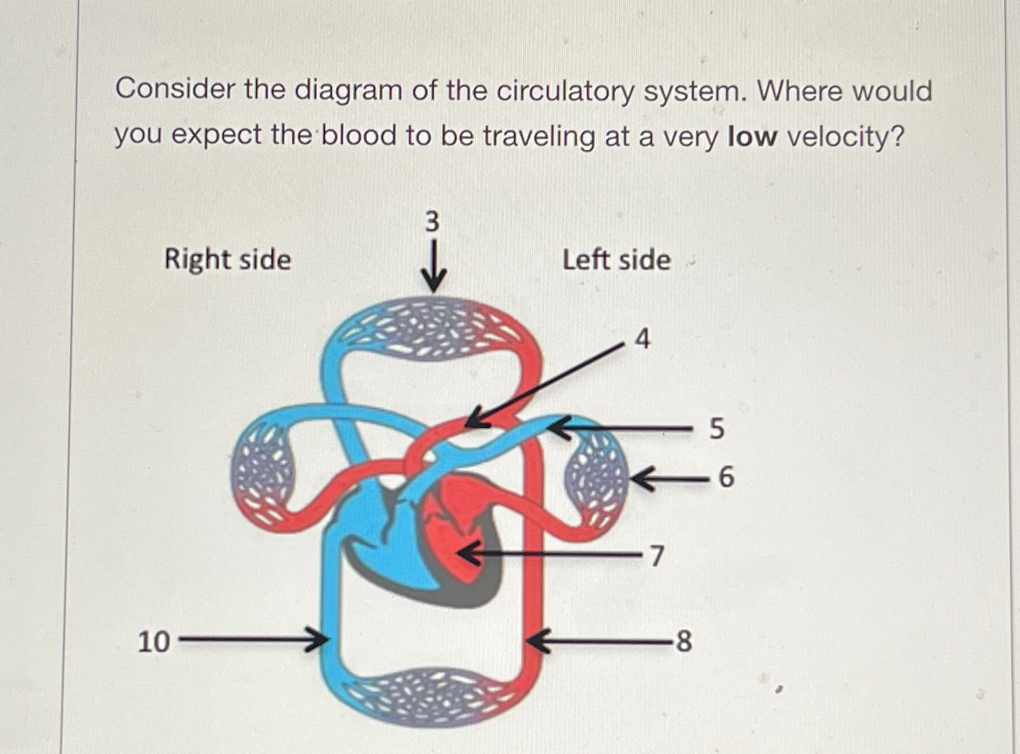 Solved Consider the diagram of the circulatory system. Where | Chegg.com