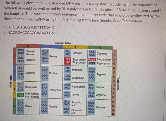 Solved The following piece of double stranded DNA encodes a | Chegg.com
