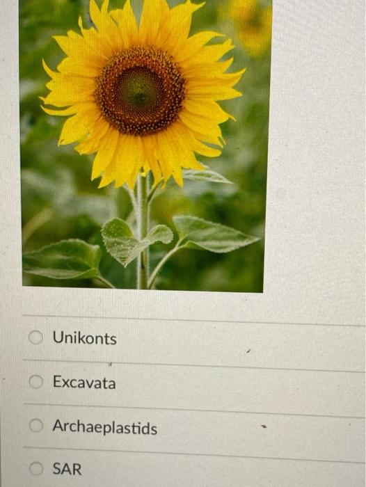 Solved Unikonts Excavata SAR Archaeplastids O Excavata | Chegg.com
