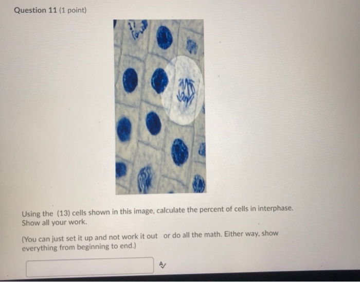 Solved Question 11 (1 point) Using the (13) cells shown in | Chegg.com