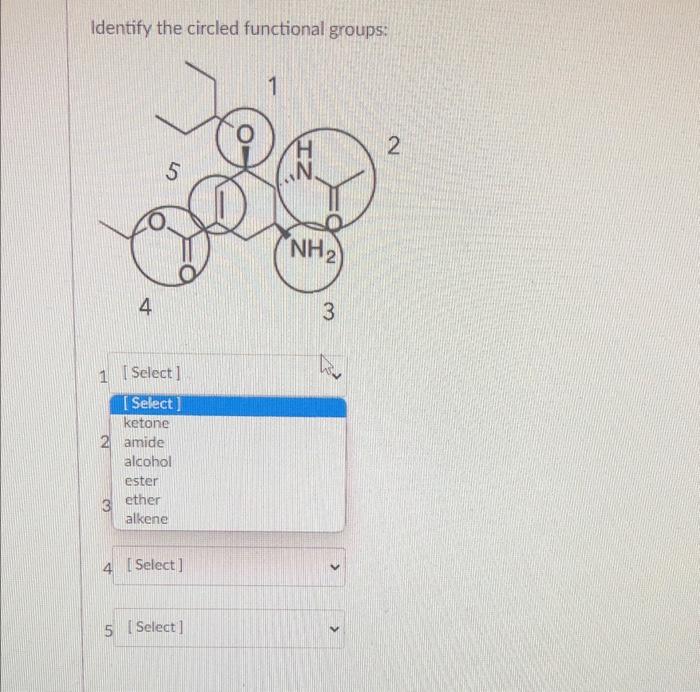 Solved Identify the circled functional groups: | Chegg.com