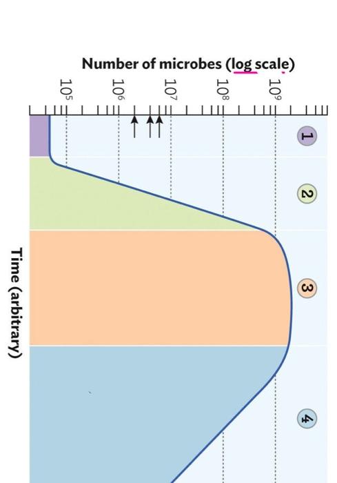 Solved can you explain why in every growth curve you notice | Chegg.com