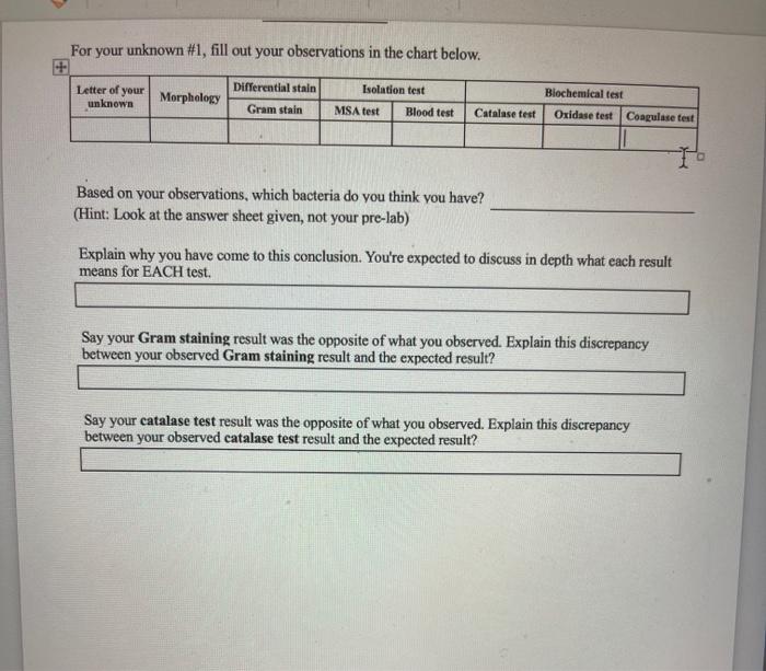 Solved Unknown J Gram Stain MSA Test Blood Test Catalase | Chegg.com