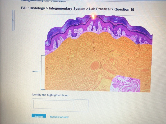 Solved PAL: Histology > Integumentary System > Lab Practical | Chegg.com