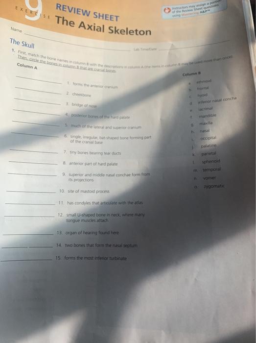Solved REVIEW SHEET EXERCISE The Axial Skeleton AS Name The | Chegg.com
