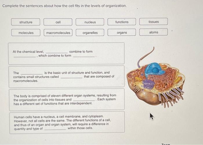 Solved Complete the sentences about how the cell fits in the | Chegg.com