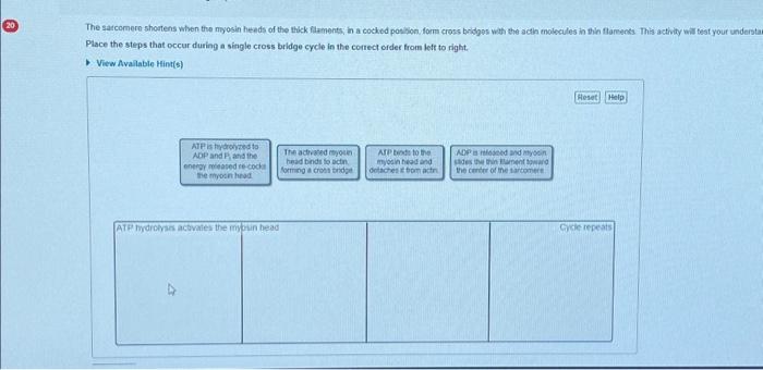 Solved 20 The sarcomere shortens when the myosin heads of | Chegg.com