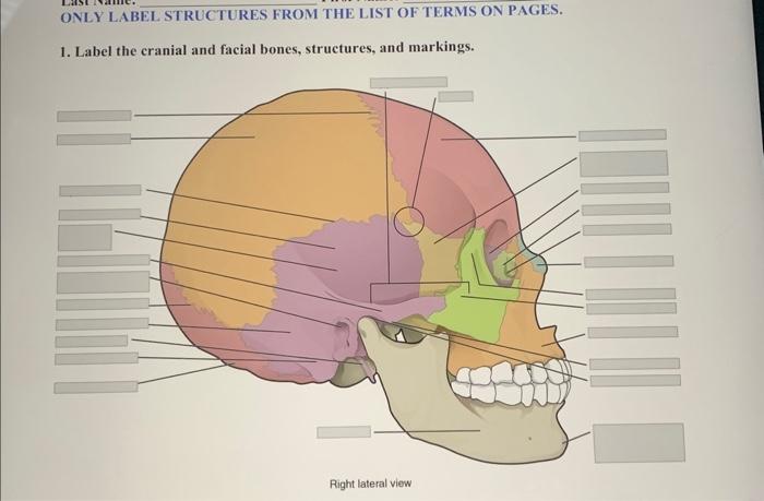 Solved ONLY LABEL STRUCTURES FROM THE LIST OF TERMS ON | Chegg.com