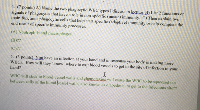 Solved 4. (7 points) A) Name the two phagocytic WBC types I | Chegg.com