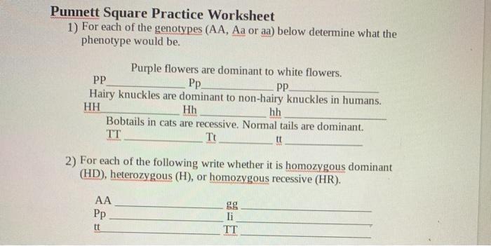 Solved Punnett Square Practice Worksheet 1) For each of the | Chegg.com