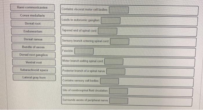 Solved Rami communicantes Contains visceral motor cell | Chegg.com