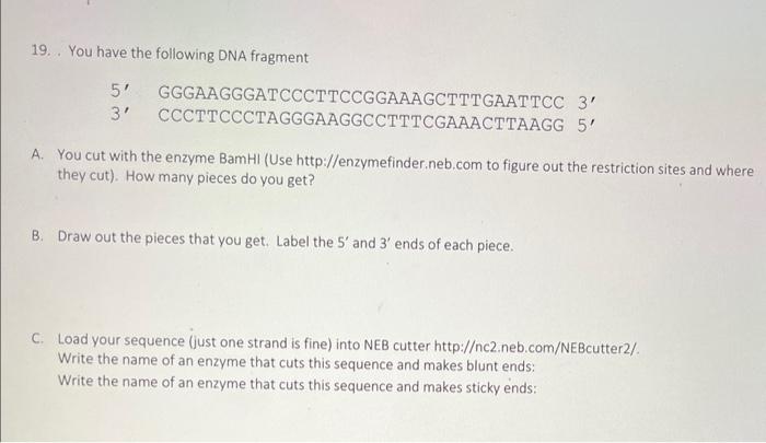 Solved 19. You have the following DNA fragment 5' | Chegg.com