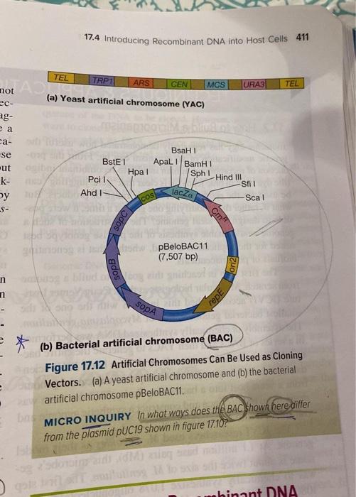 Solved k (b) Bacterial artificial chromosome (BAC) Figure | Chegg.com