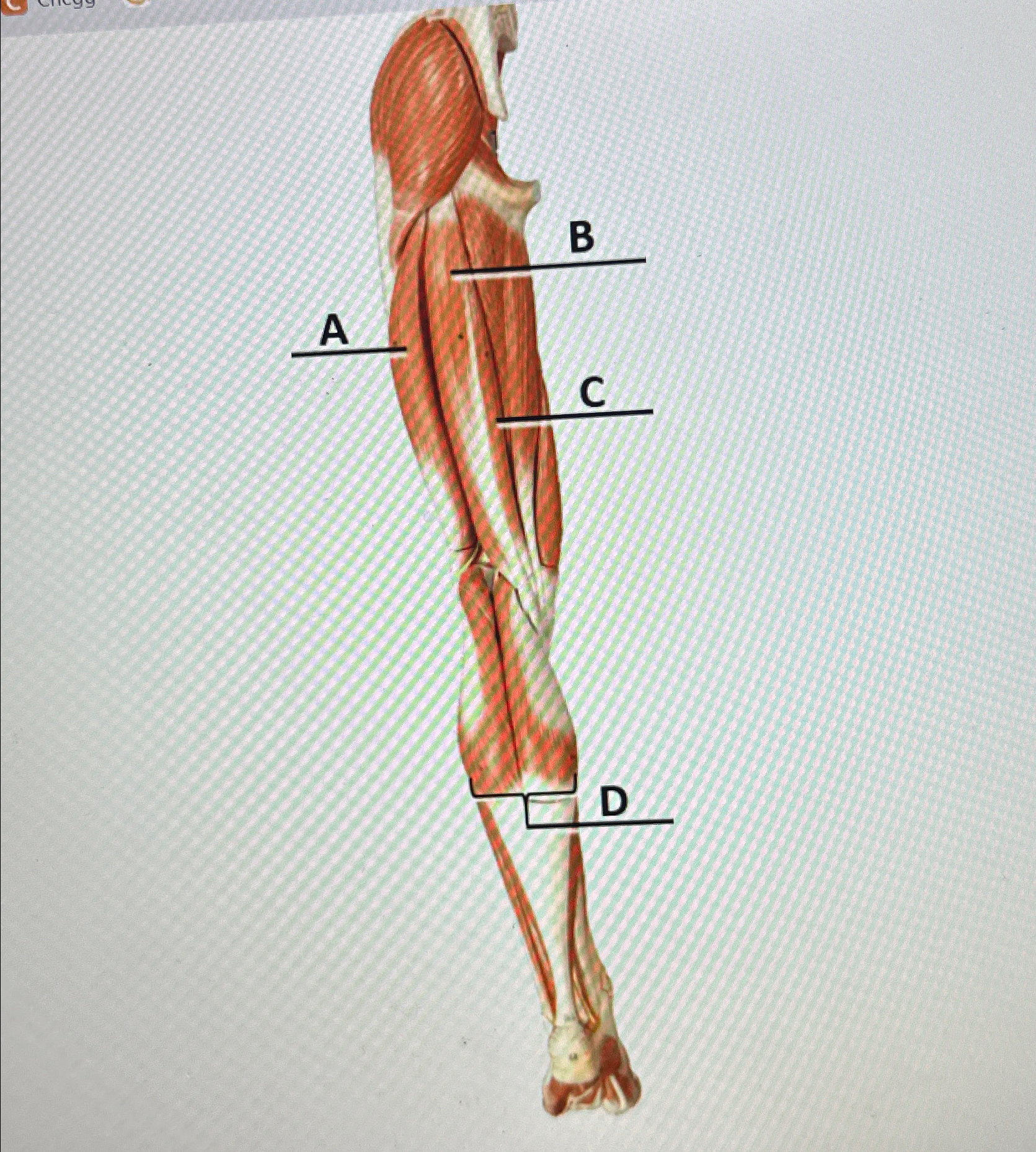 Solved Label the muscles in the leg | Chegg.com